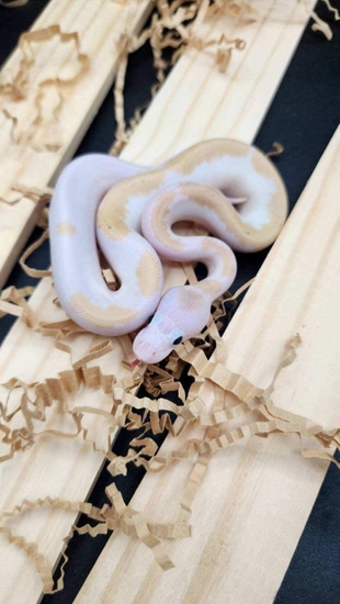 Super Sulfur Mojave Ball Python by MorphOrium LLC