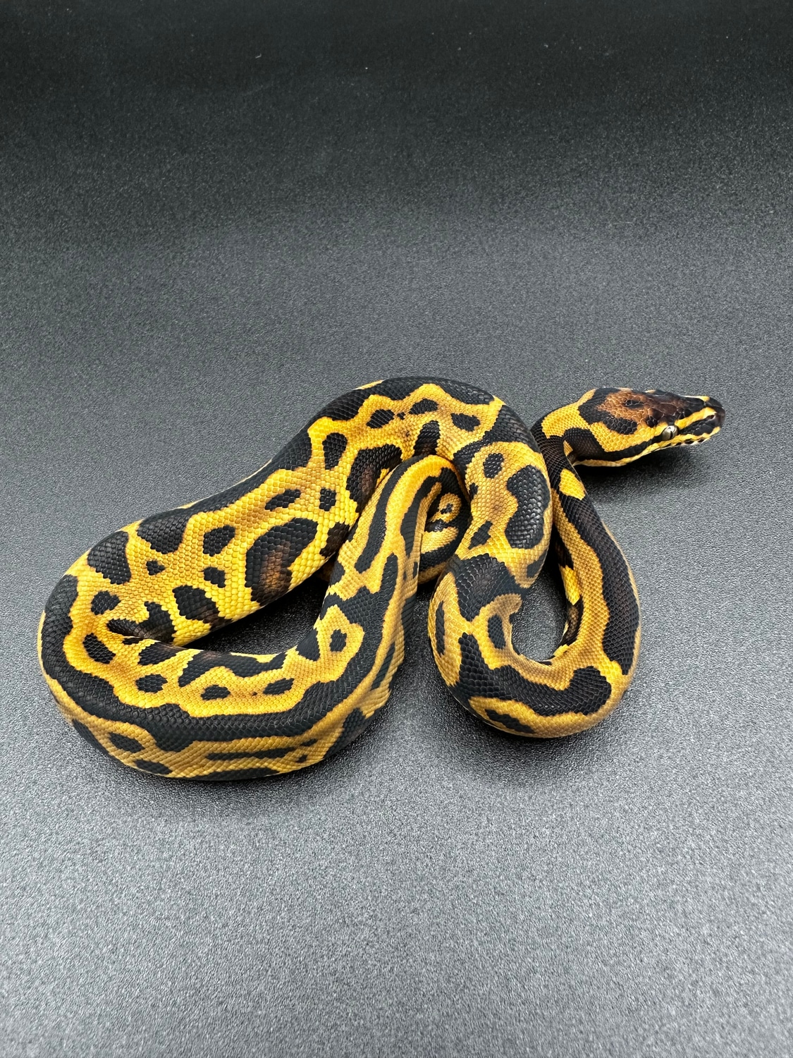 Orange Dream Leopard 66% Het Clown 66% Het Pied Ball Python by ...