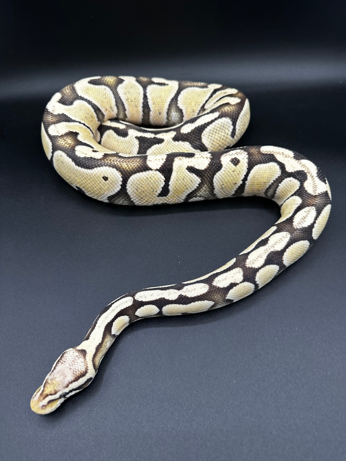 Pastel Desert Ghost Ball Python by MorphOrium LLC - MorphMarket