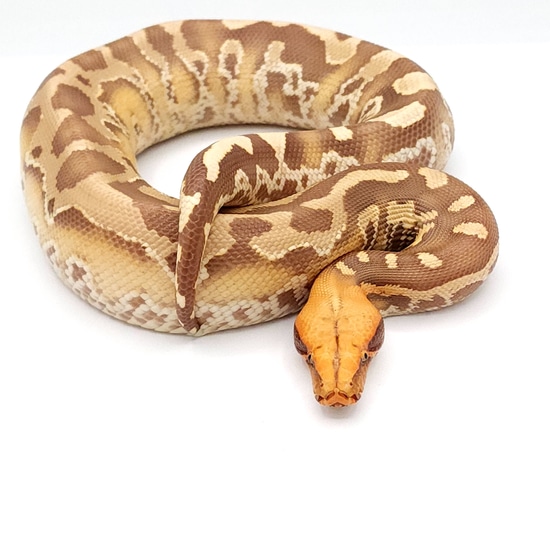 Pair Caramel Sumatran Short Tails Sumatran Short-Tailed Python by ...