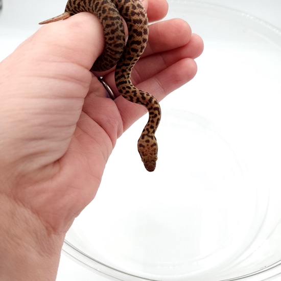 Childrens Python Children's Python by MorphOrium LLC