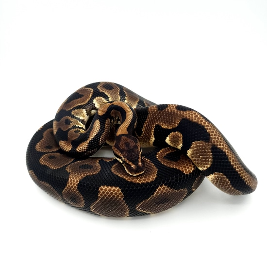 Ready Breeder Leopard DH DG Clown Ball Python by MorphOrium LLC
