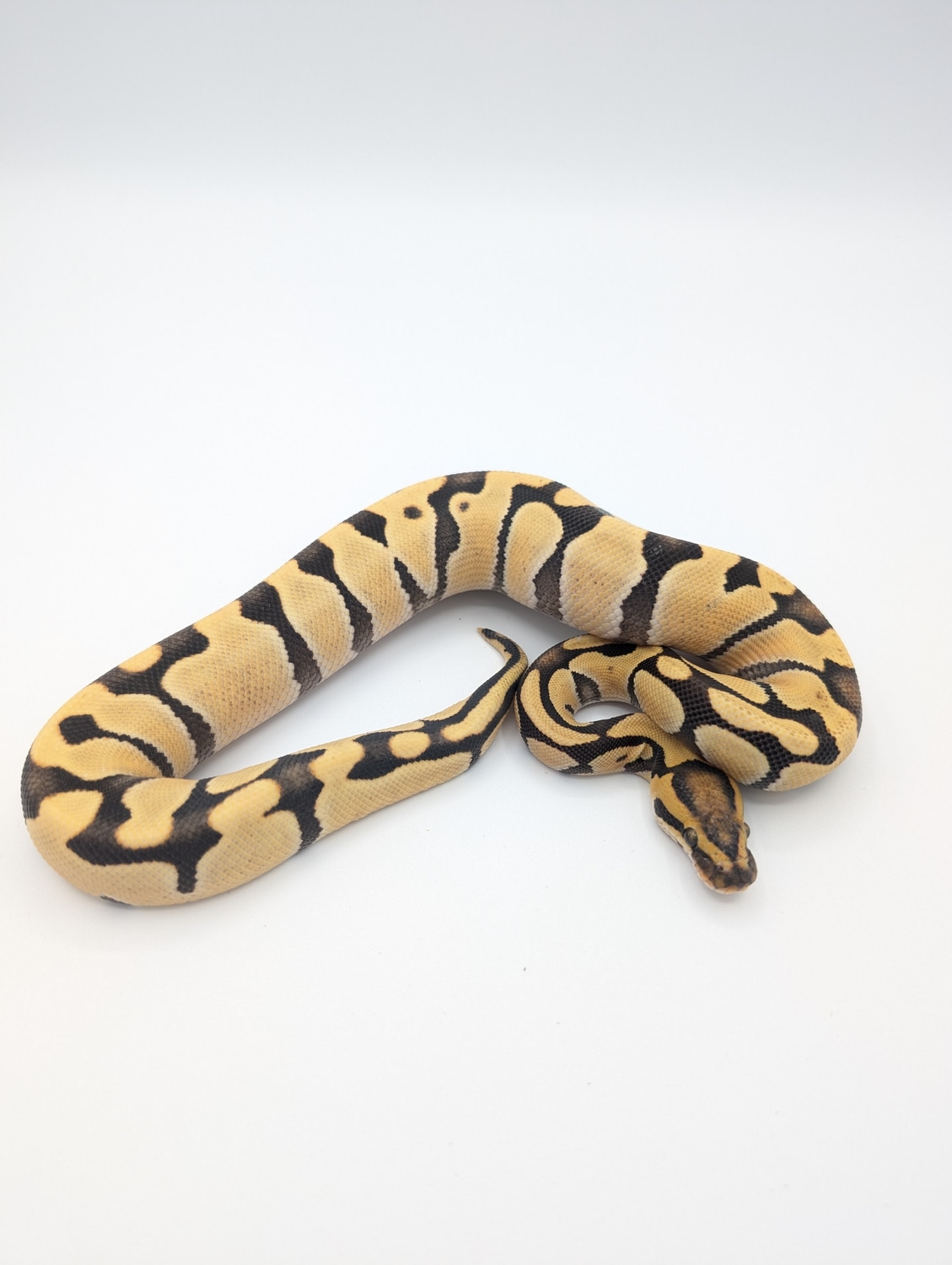 Desert Ghost 100% het clown 100% het cryptic (crypton)