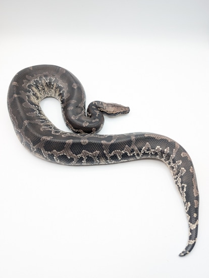 Chrome Head Sumatran Short-Tailed Python by MorphOrium LLC