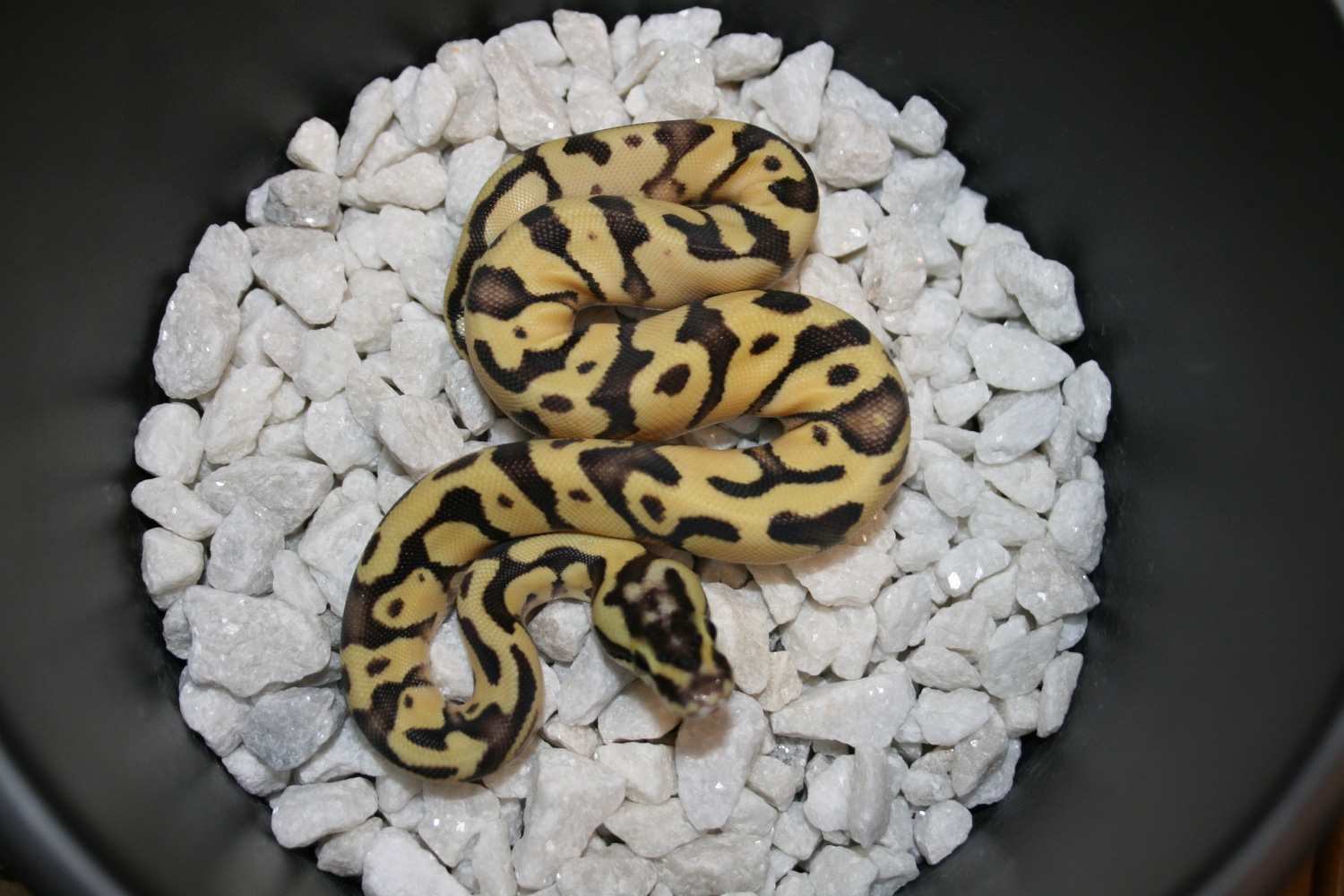 Ball Python Clutch: 040 by Colin Caddell - MorphMarket