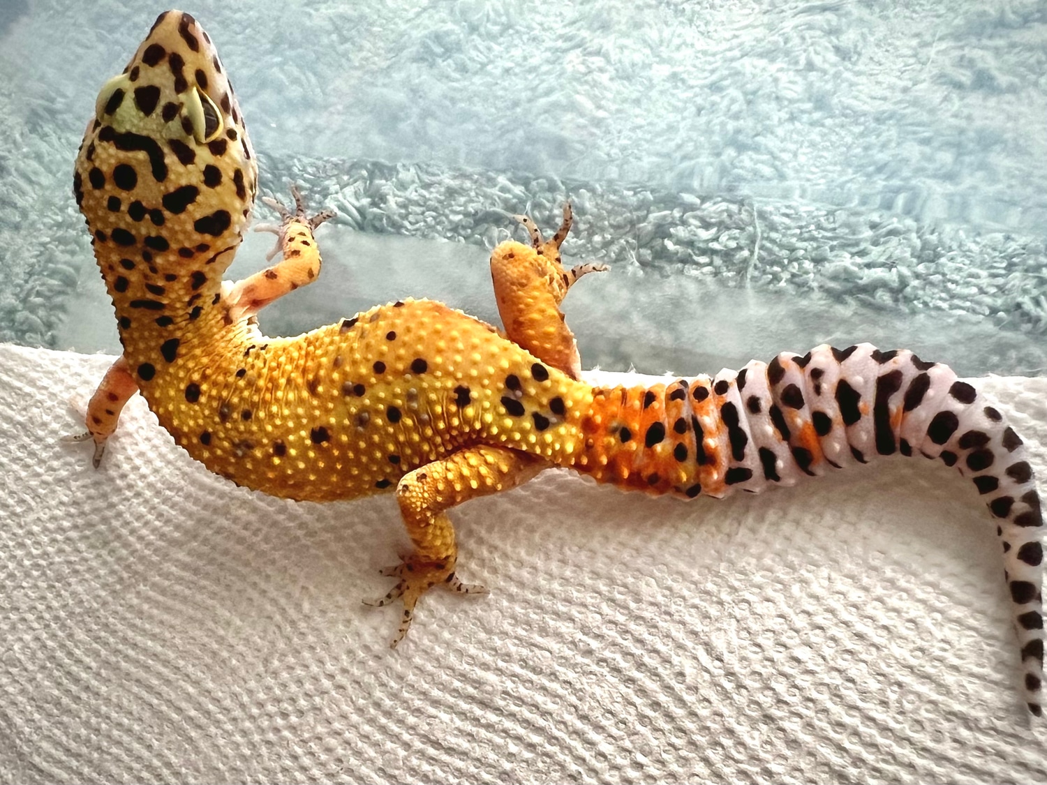 Female Tangerine Leopard Gecko by Morphs by Amaryllis - MorphMarket