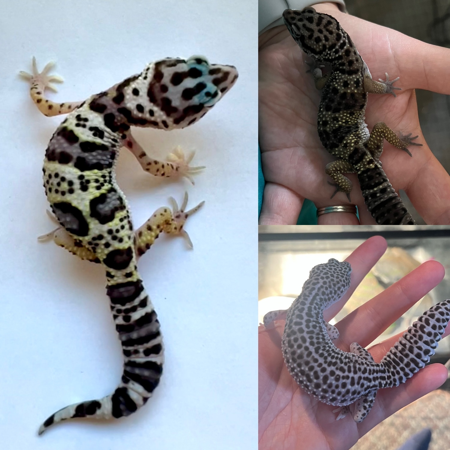 Dark Snow Girl Leopard Gecko by Morphs by Amaryllis - MorphMarket