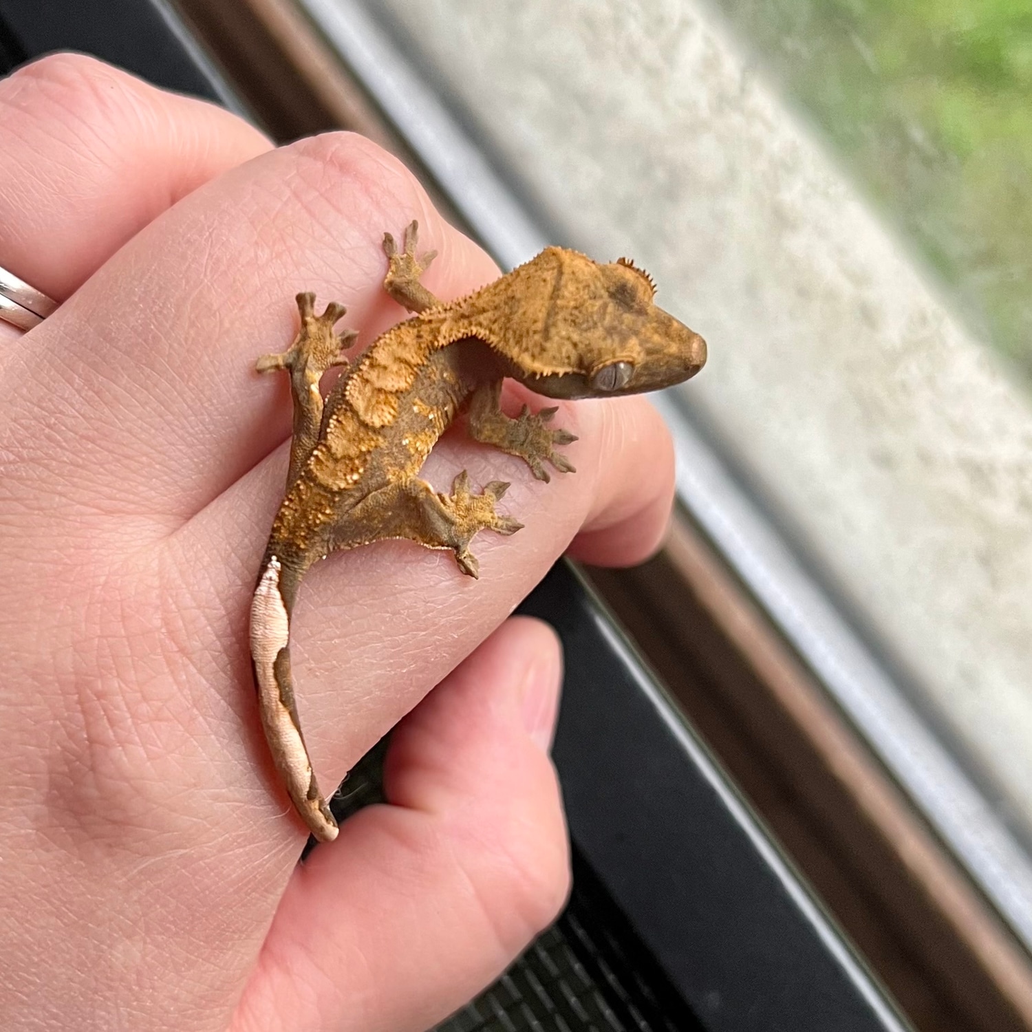 Light Harley With Portholes Crested Gecko by Morphs by Amaryllis ...