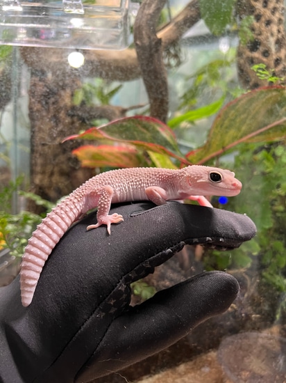 Murphys Patternless Male Leopard Gecko by Morphs by Amaryllis