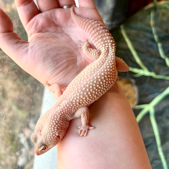 Light Murphys Patternless Leopard Gecko by Morphs by Amaryllis