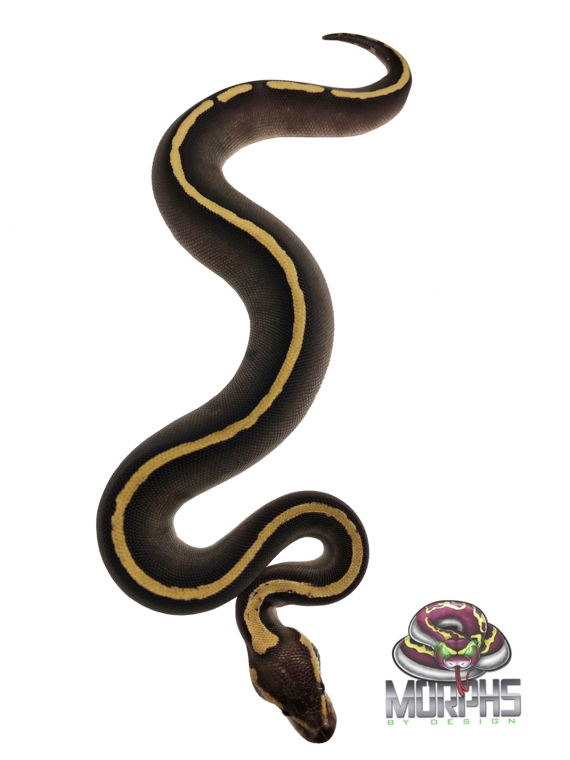 GHI Mojave Blade Het Clown Ball Python by Morphs By Design - MorphMarket