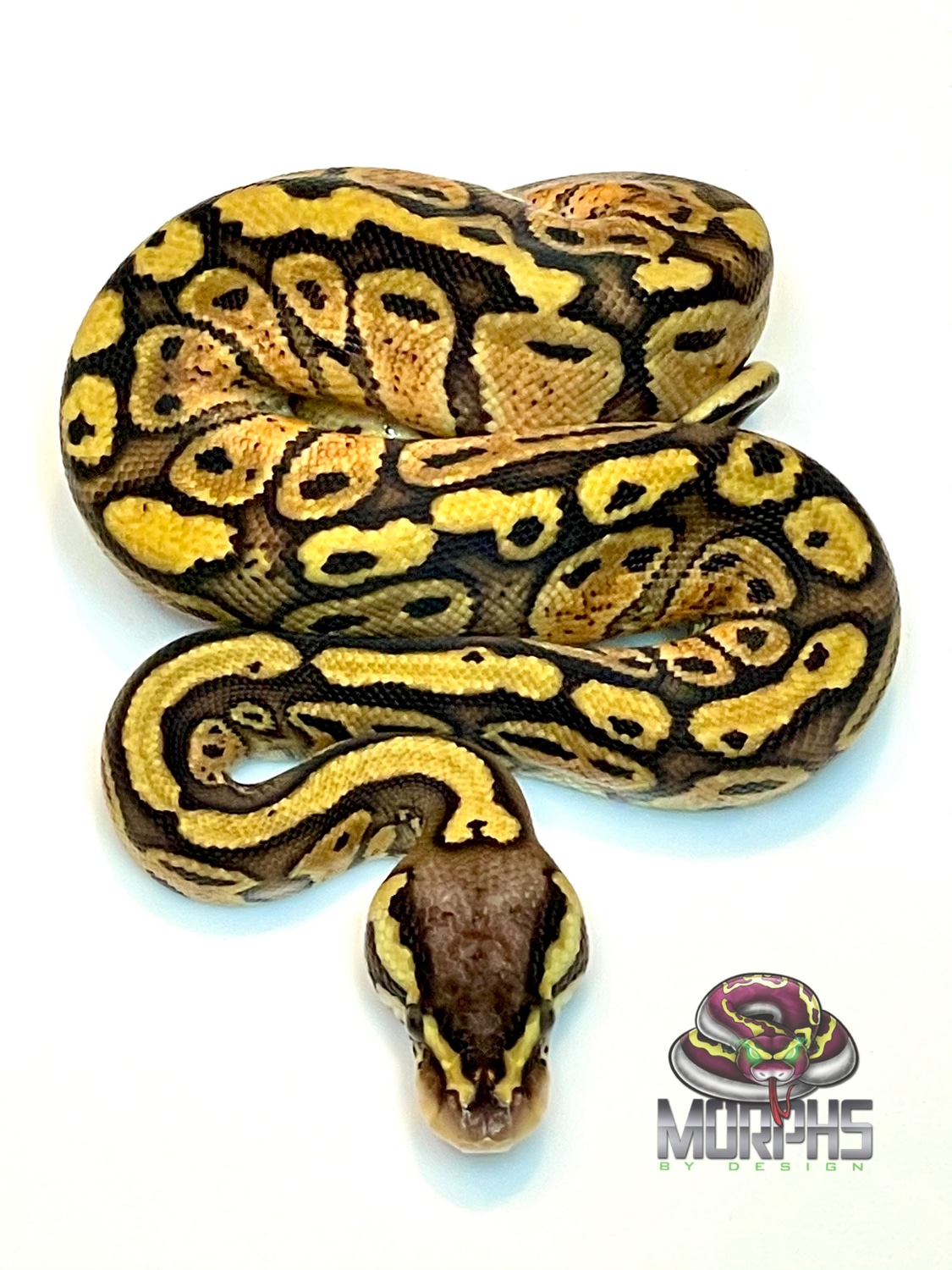 Pastel Redstripe Het Clown Ball Python by Morphs By Design - MorphMarket