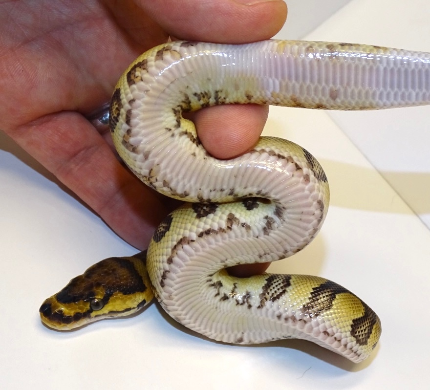 Stranger Enchi Clown Ball Python by Morphs By Design - MorphMarket