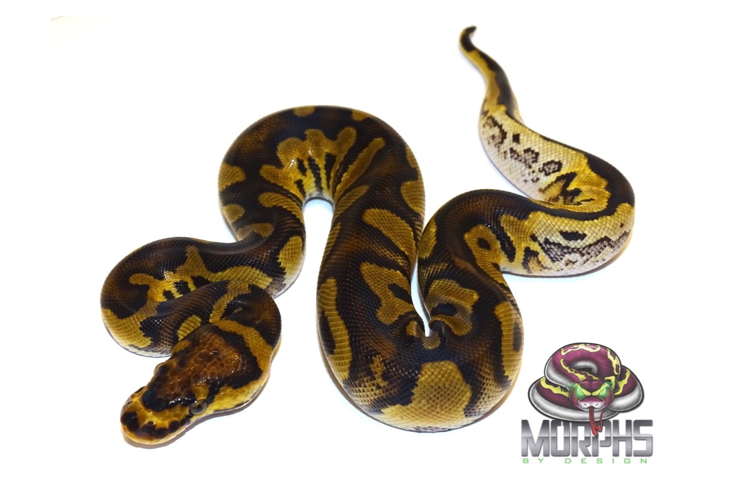 Stranger Enchi Clown Ball Python by Morphs By Design - MorphMarket