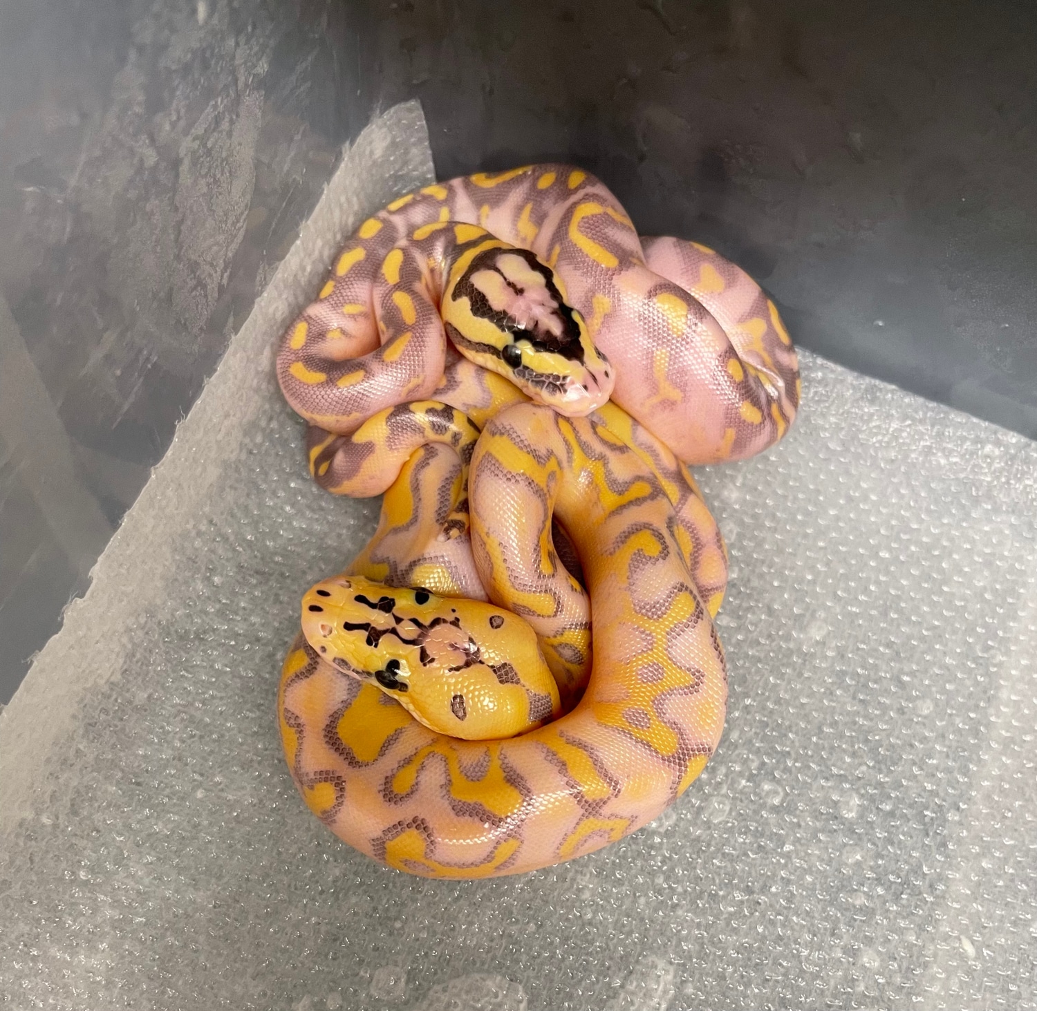 Pastel Enchi Super Gravel Poss Super Enchi Het Clown Ball Python by ...