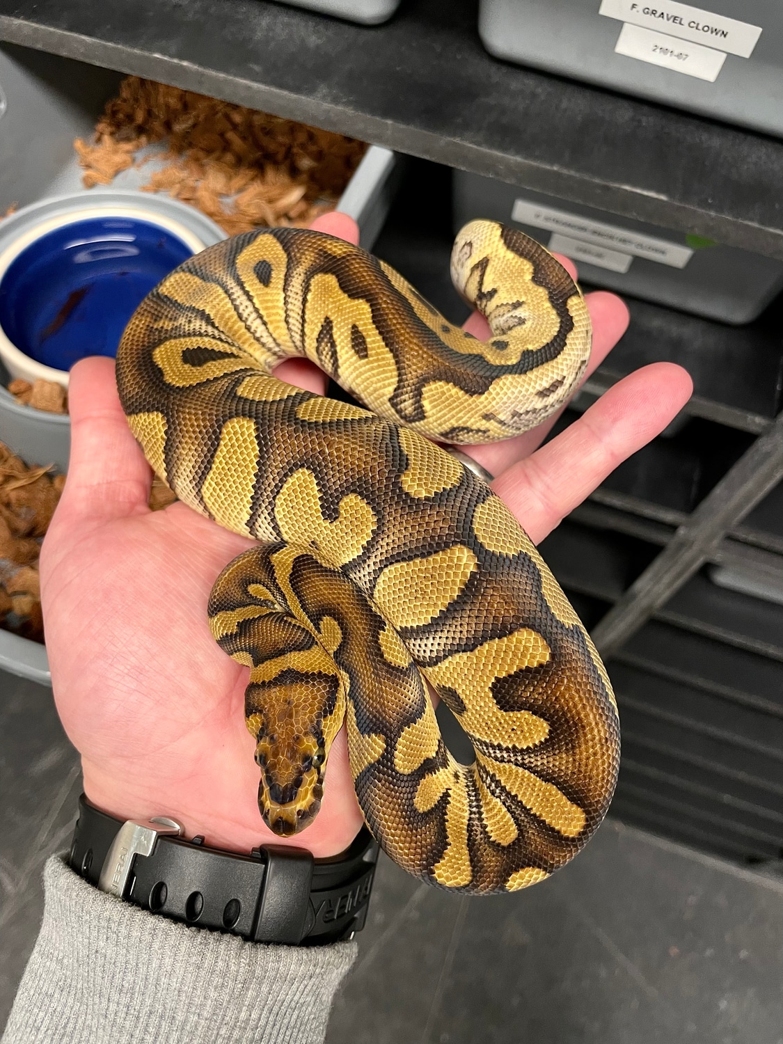 Stranger Enchi Clown Ball Python by Morphs By Design - MorphMarket