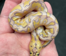 Pastel Enchi Highway Poss Super Enchi Clown Ball Python by Morphs By ...