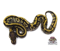Pastel Black Pastel GHI Confusion Clown Ball Python by Morphs By Design ...