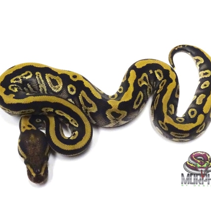 Super Orange Dream Redstripe Yellowbelly Fire Clown Ball Python by ...