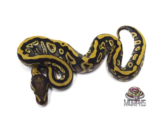 Confusion Mojave Het Clown Ball Python by Morphs By Design