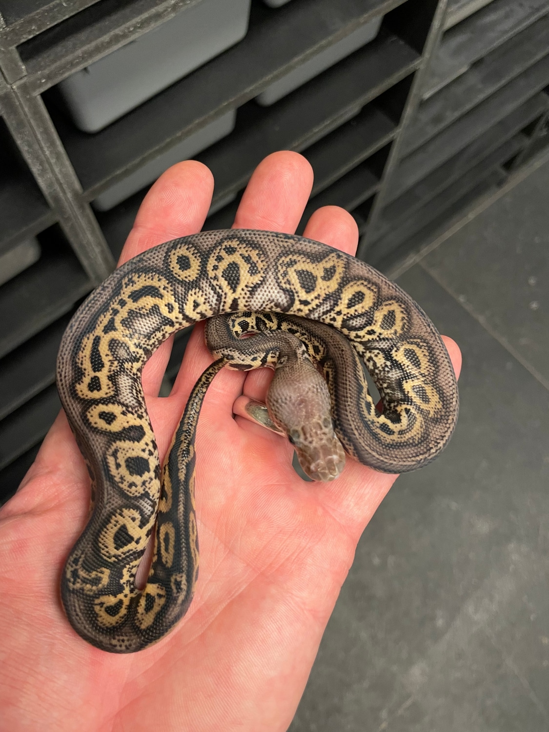 Pastel Black Pastel GHI Confusion Clown Ball Python by Morphs By Design ...