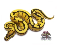Super Orange Dream Redstripe Yellowbelly Fire Clown Ball Python by ...