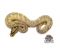 Pastel Enchi Highway Poss Super Enchi Clown Ball Python by Morphs By ...