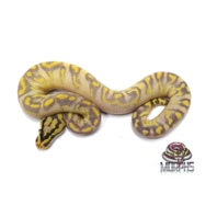 Pastel Enchi Highway Poss Super Enchi Clown Ball Python by Morphs By ...