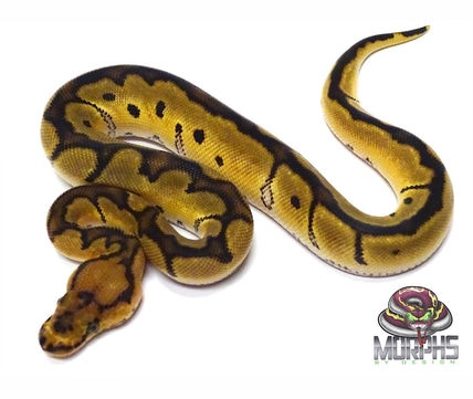 Orange Dream Redstripe Yellowbelly Fire Clown Ball Python by Morphs By ...