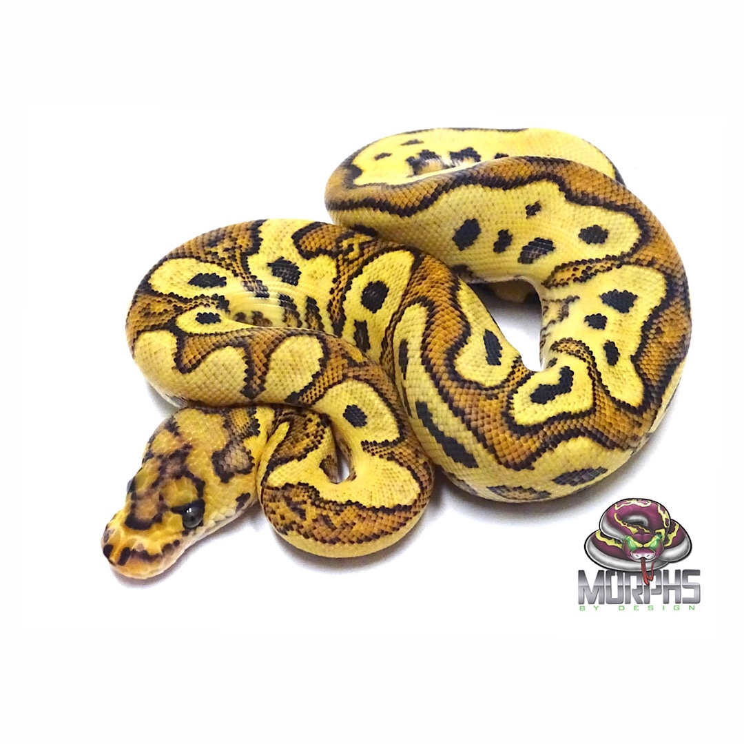 Orange Dream Redstripe Yellowbelly Fire Clown Ball Python by Morphs By ...