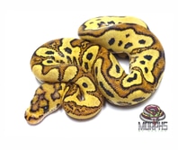 Orange Dream Redstripe Yellowbelly Spotnose Clown Ball Python by Morphs ...