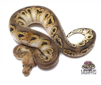 GHI Confusion Clown Ball Python by Morphs By Design - MorphMarket