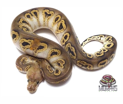 Pastel Enchi Super Gravel Poss Super Enchi Clown Ball Python by Morphs ...