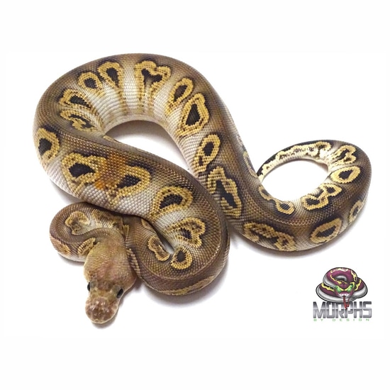 Black Pastel GHI Clown Ball Python by Morphs By Design
