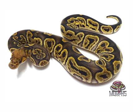 Super Orange Dream Redstripe Yellowbelly Fire Clown Ball Python by ...