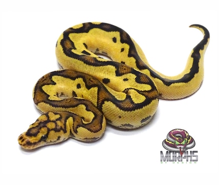 Super Orange Dream Redstripe Yellowbelly Fire Clown Ball Python by ...