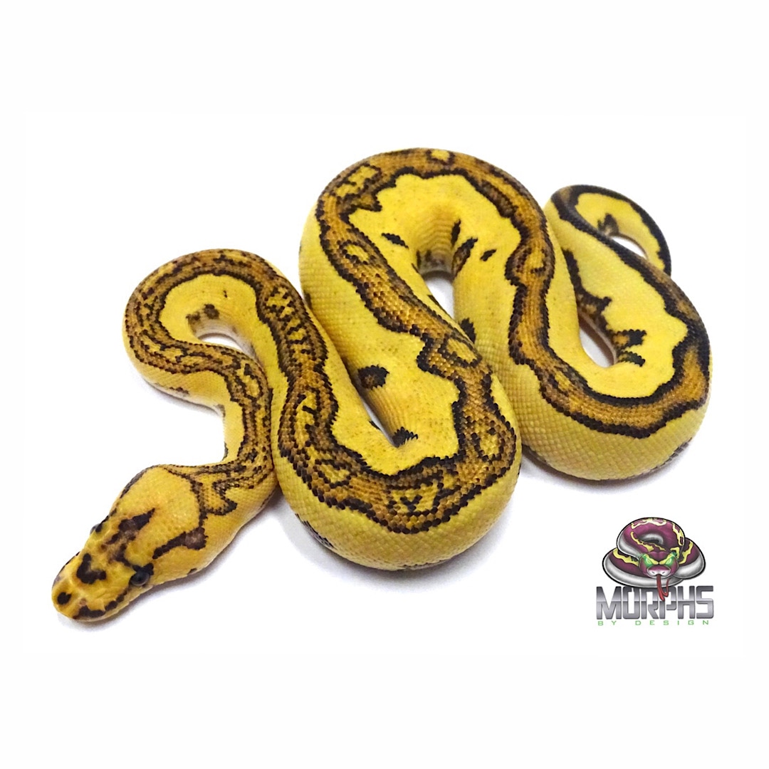 Super Orange Dream Redstripe Yellowbelly Fire Clown Ball Python by ...