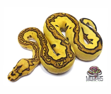 Orange Dream Redstripe Yellowbelly Fire Clown Ball Python by Morphs By ...