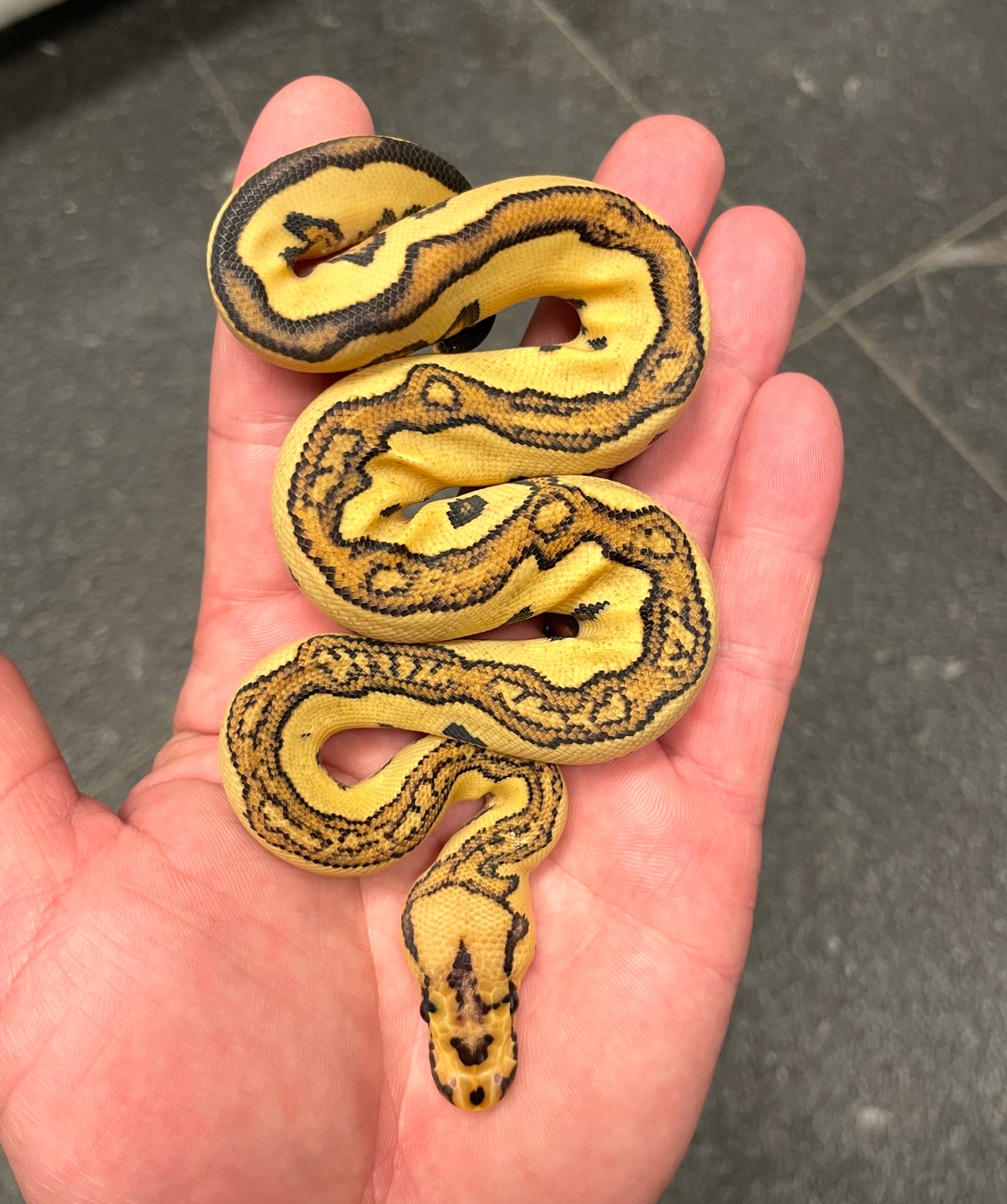 Super Orange Dream Redstripe Yellowbelly Fire Clown Ball Python by ...