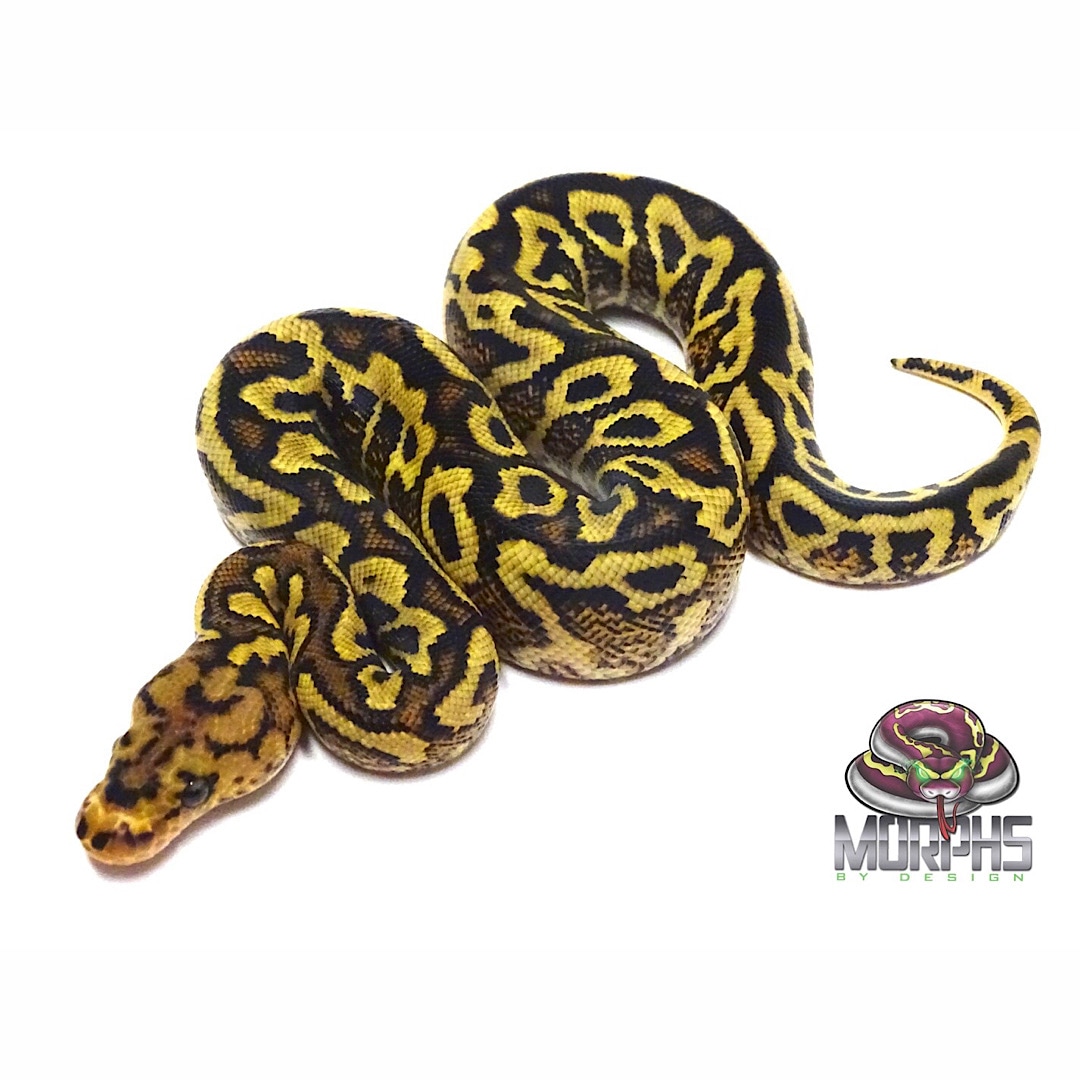 Orange Dream Redstripe Yellowbelly Spotnose Clown Ball Python by Morphs ...