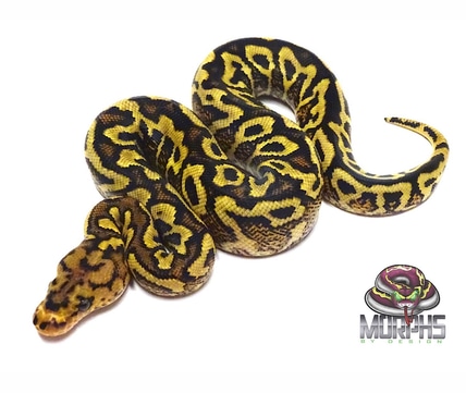 Pastel Enchi Super Gravel Poss Super Enchi Clown Ball Python by Morphs ...