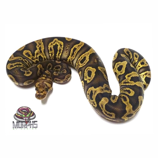 GHI Confusion Clown Ball Python by Morphs By Design