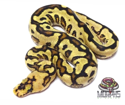 Orange Dream Redstripe Yellowbelly Fire Clown Ball Python by Morphs By ...