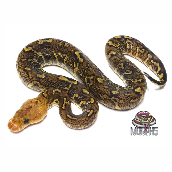 Stranger Redstripe Fire Highway Clown Ball Python by Morphs By Design