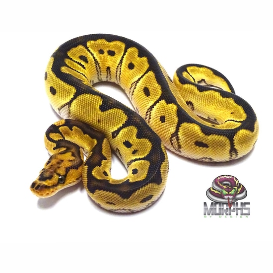 Lace Clown Ball Python by Morphs By Design