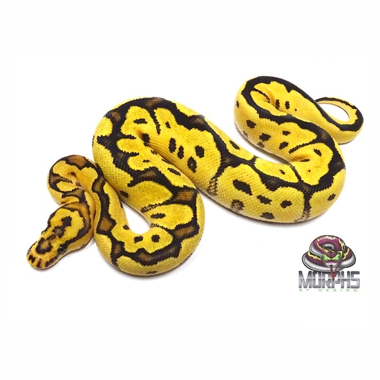 Super Orange Dream Fire Lace Clown Ball Python by Morphs By Design