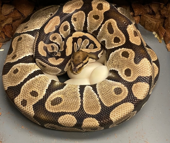 Orange Dream Het Clown *PROVEN BREEDER* Ball Python by Morphs By Design