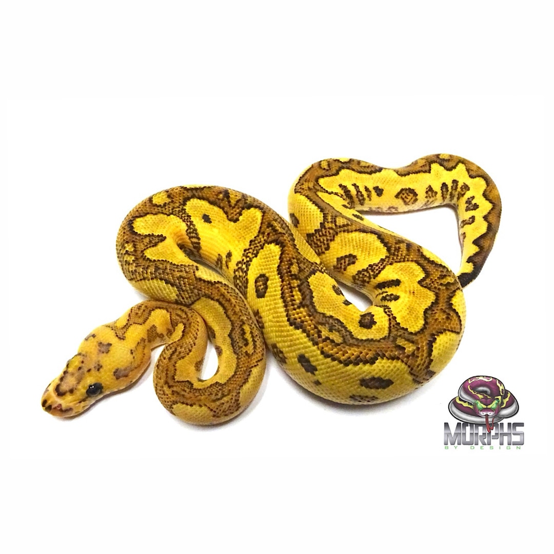 Redstripe Yellowbelly Fire Lace Clown Ball Python by Morphs By Design ...