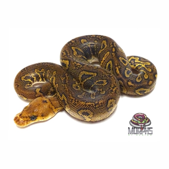Stranger Gravel/YB Prob Redstripe Clown Ball Python by Morphs By Design