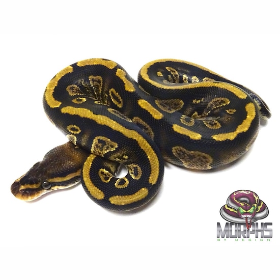 Stranger Het Clown Ball Python by Morphs By Design